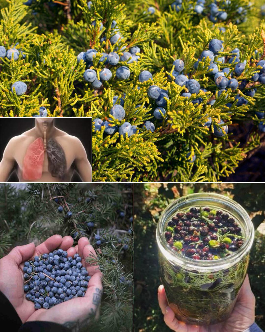 Wacholder (Juniperus communis): Vorteile und Verwendung ...