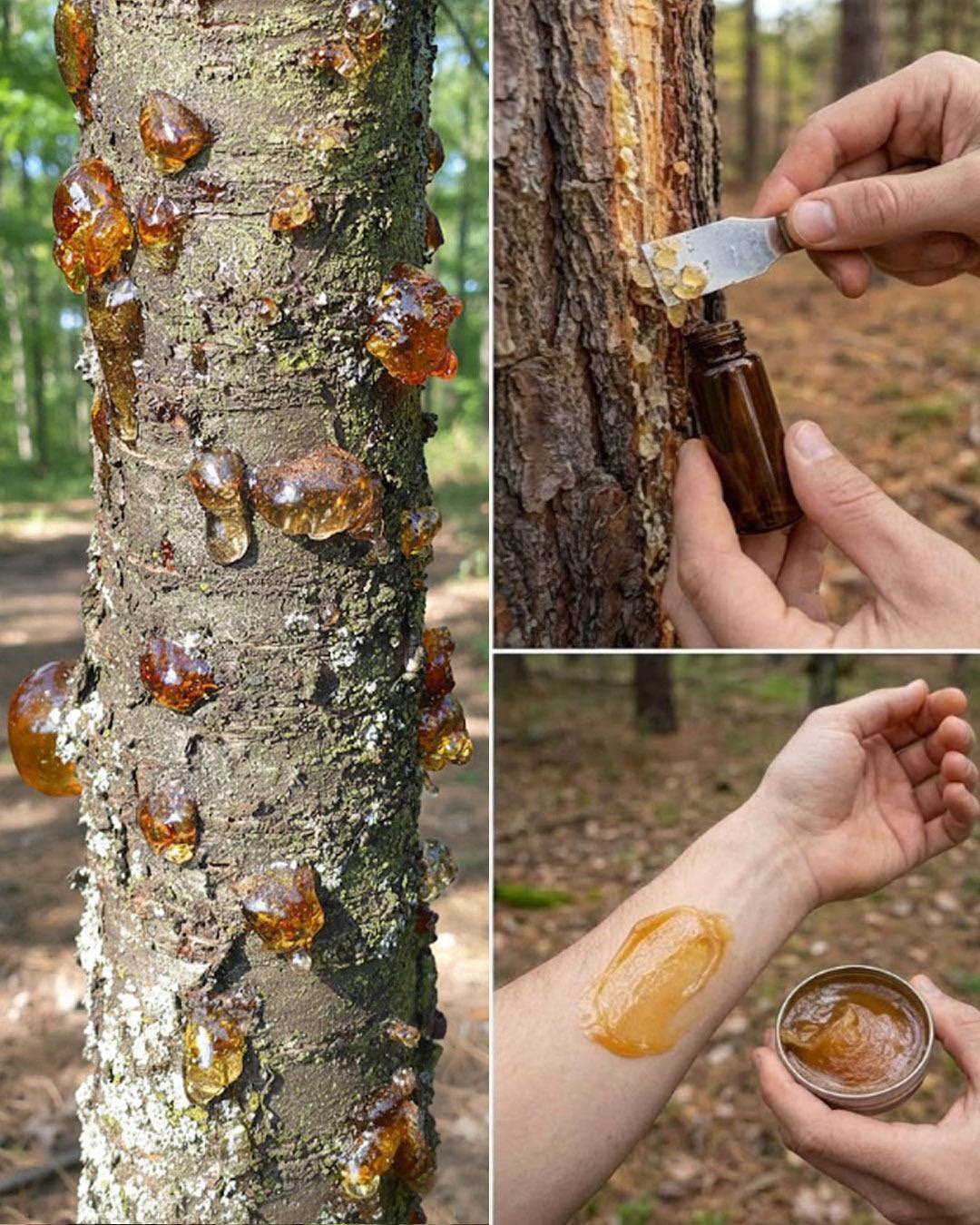 Tropisches Baumharz Kreuzwortratsel